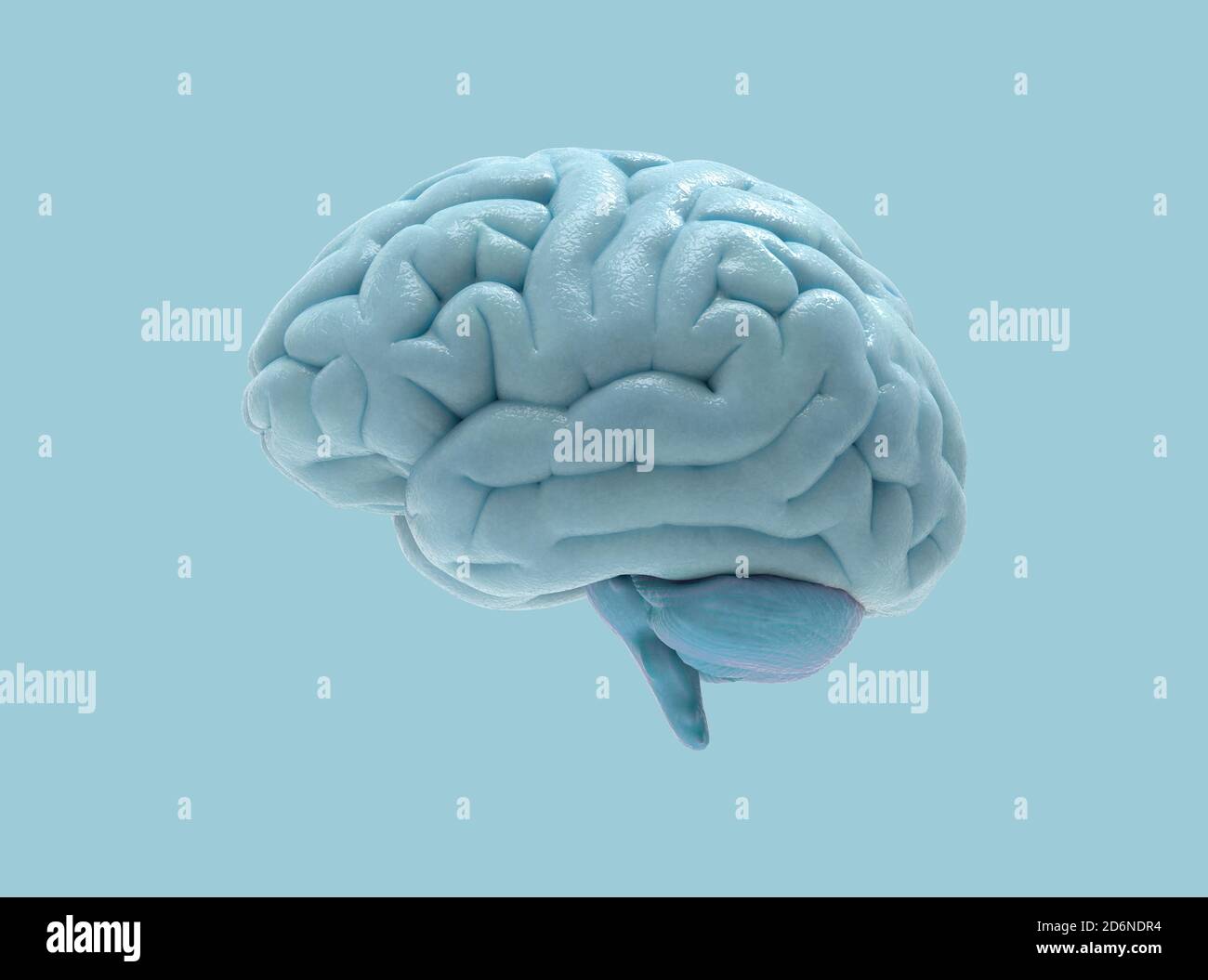 3D human brain rendering in side view isolated on pastel blue ...