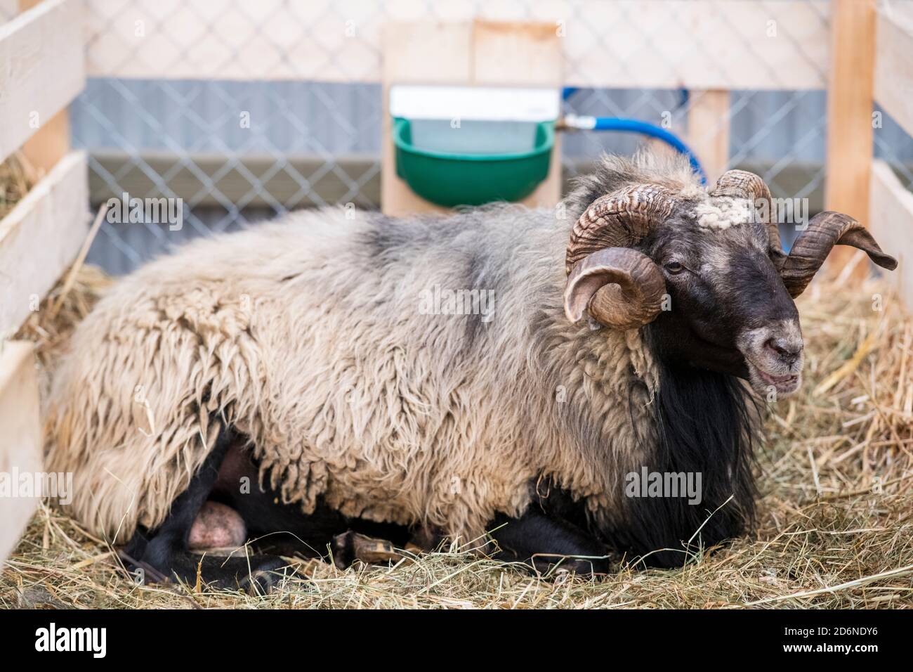 Ram farm mammal Stock Photo - Alamy