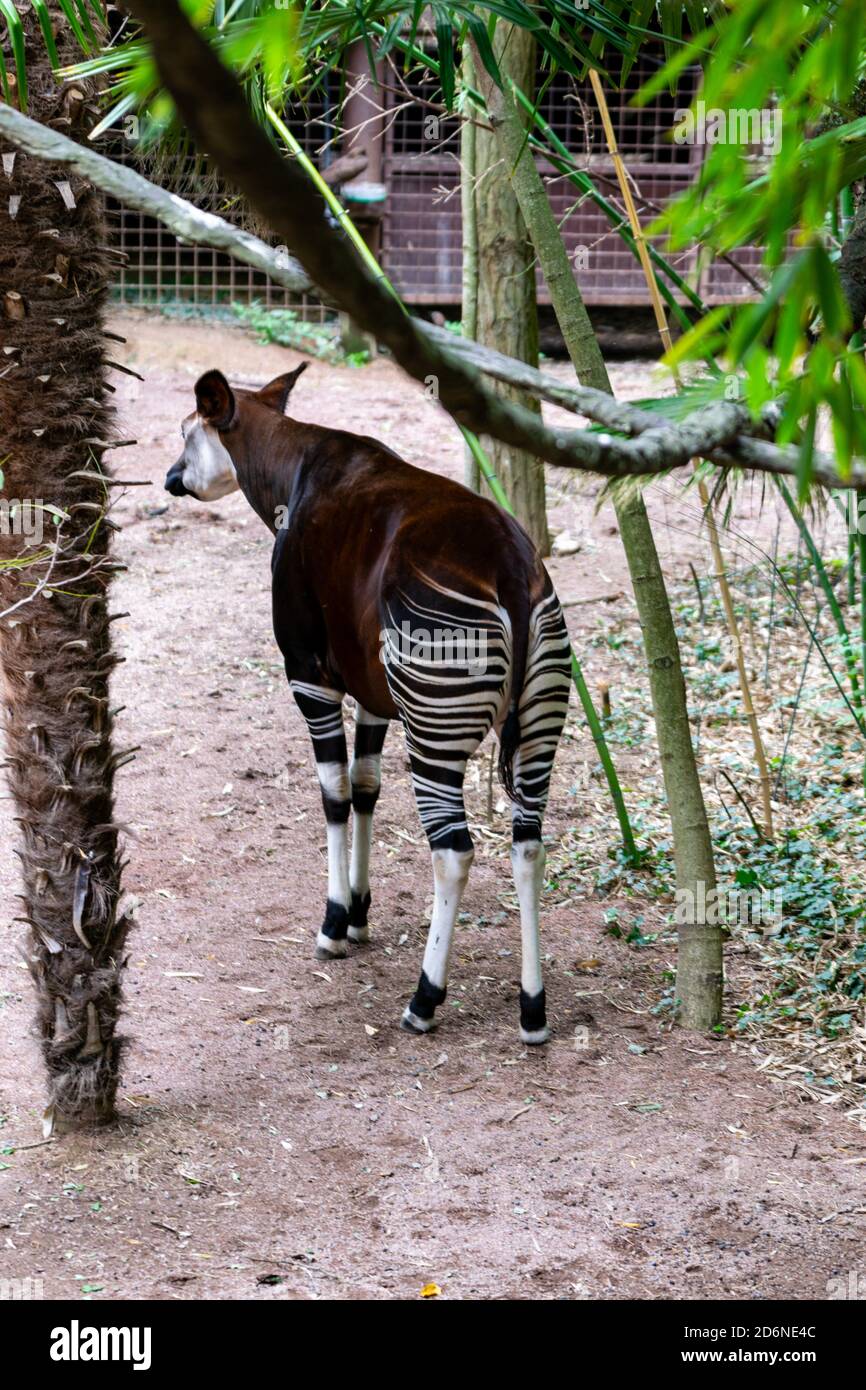 portrait of okapi in bamboo forest Stock Photo - Alamy