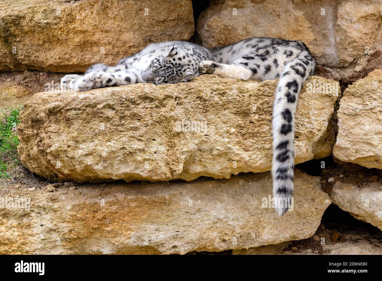 view of snow leopard on a rock Stock Photo - Alamy
