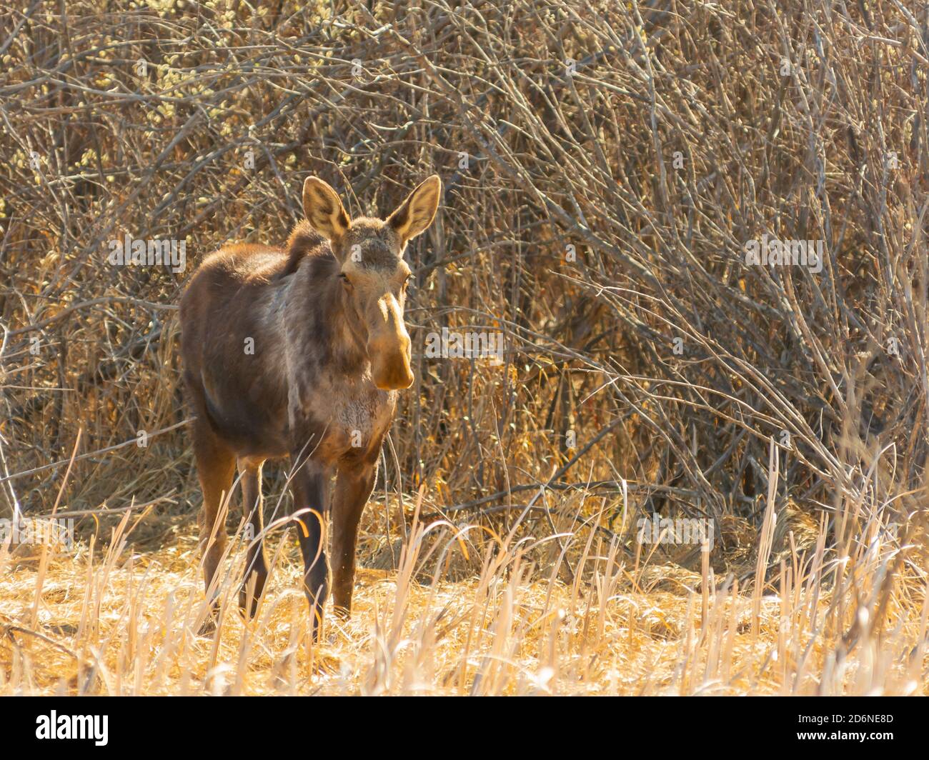 A lone moose,Alces alces, standing among dried cattail reeds in a ...