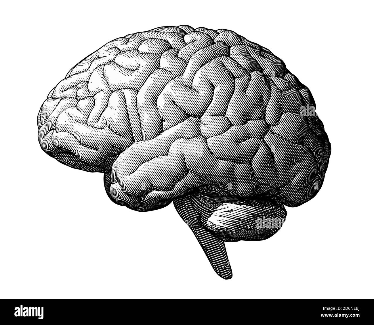 Brain Drawing Side View