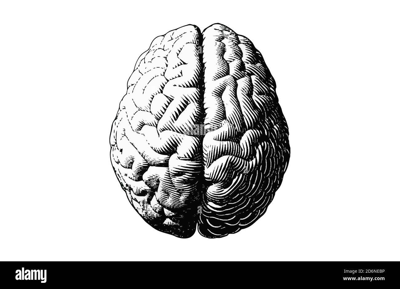 Monochrome engraving brain illustration in top view isolated on white ...