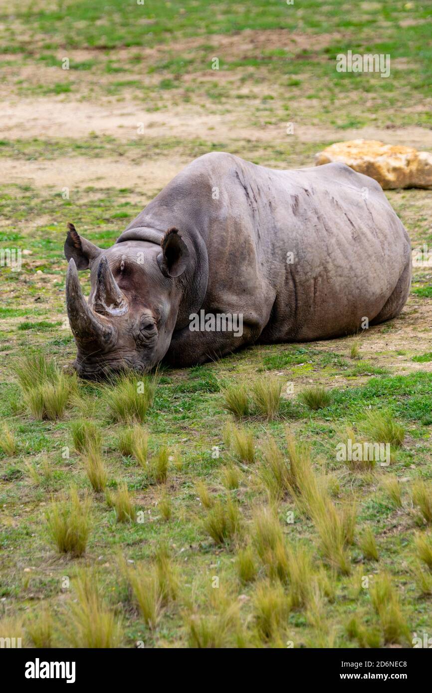 portrait of black rhino in the grass Stock Photo - Alamy