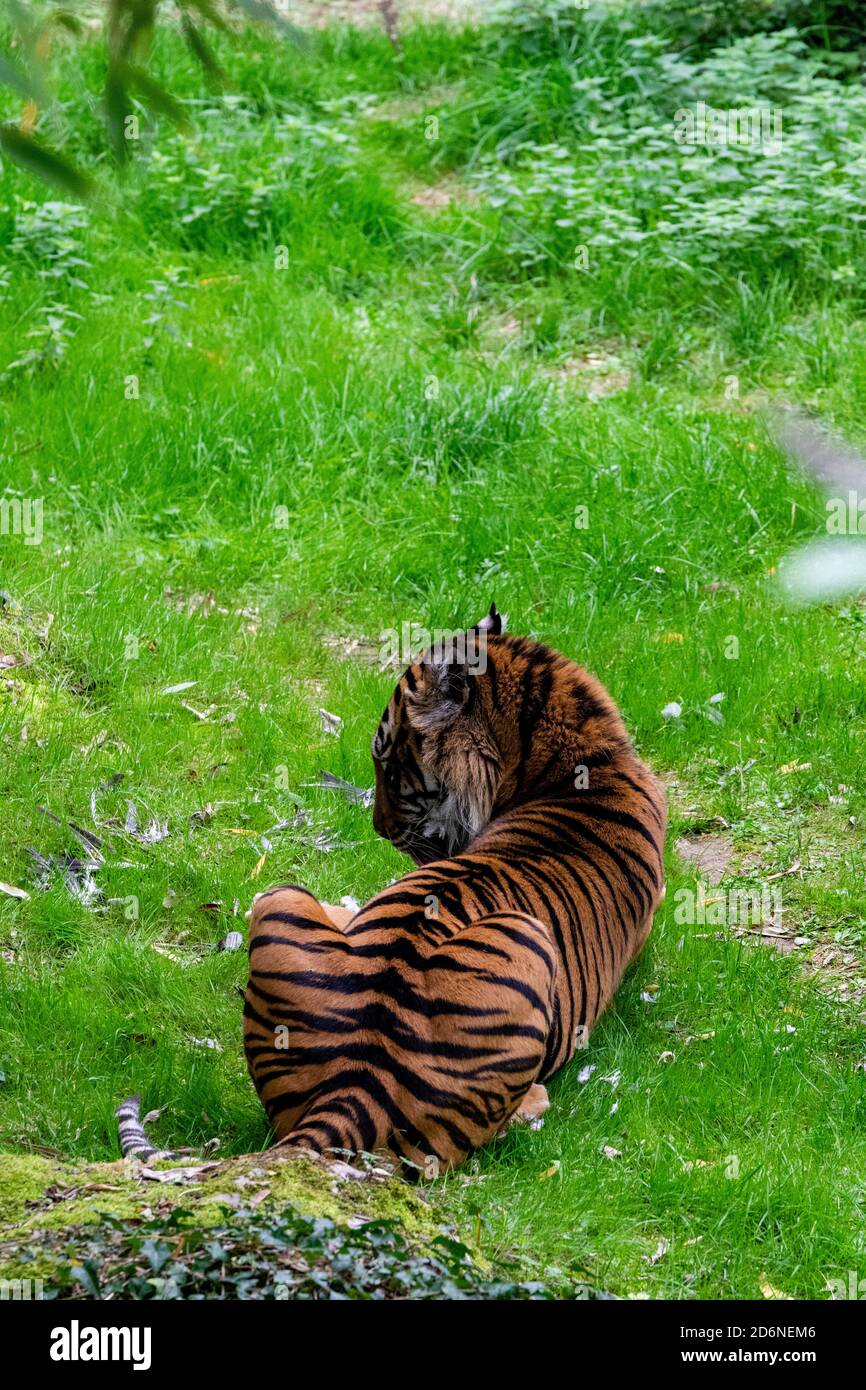 Tiger in the grass hi-res stock photography and images - Alamy