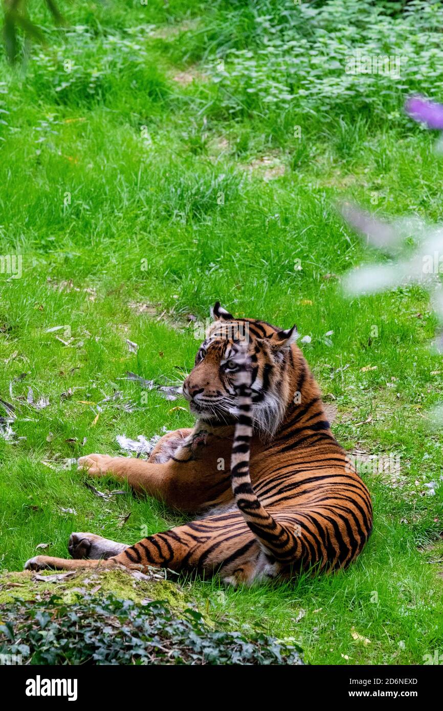 portrait of tiger in the grass Stock Photo - Alamy