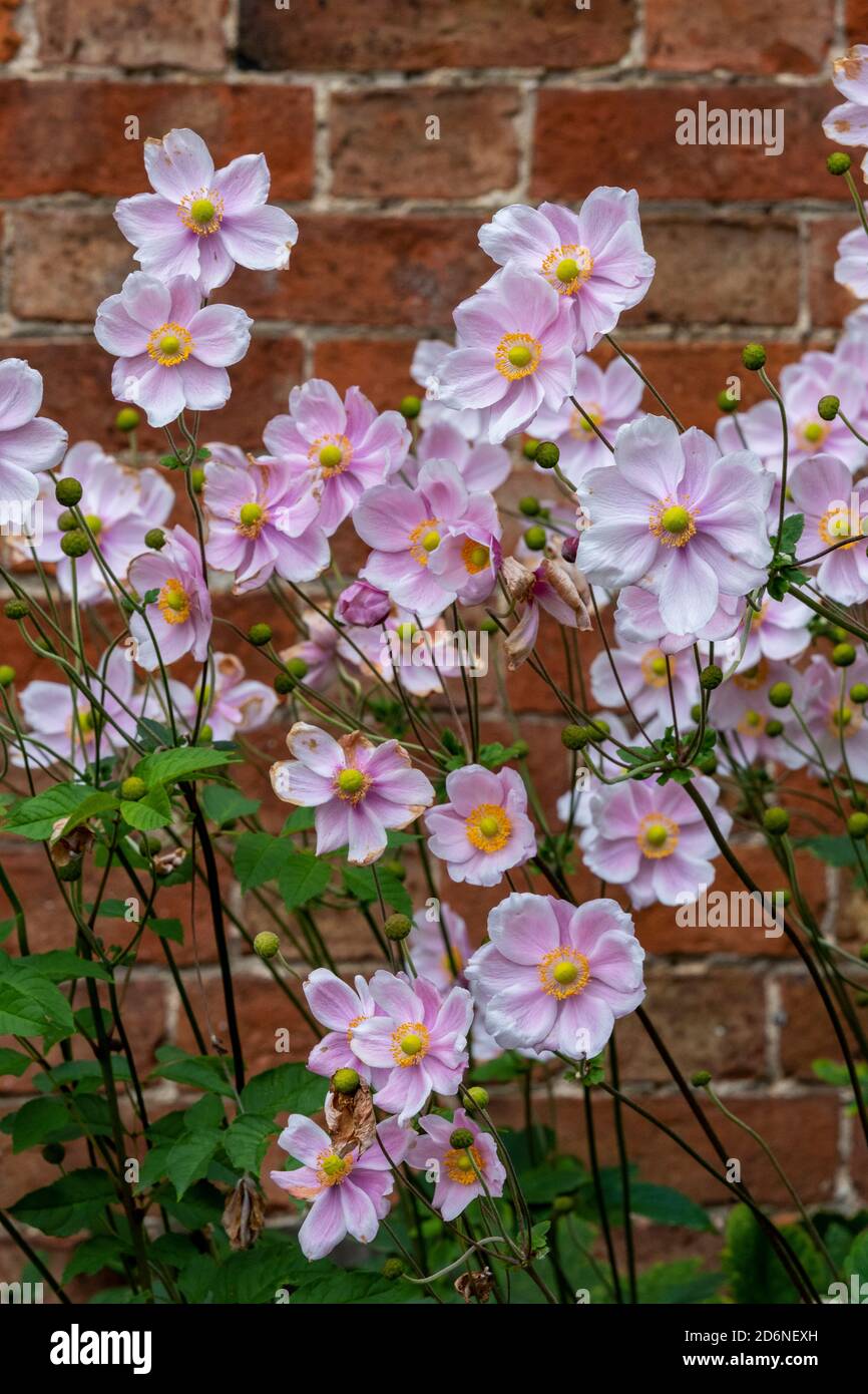 pink anemones growing against a red brick wall Stock Photo - Alamy