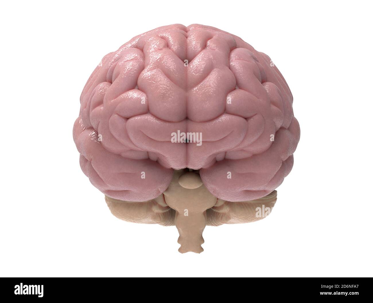 Human Brain Drawing Front View