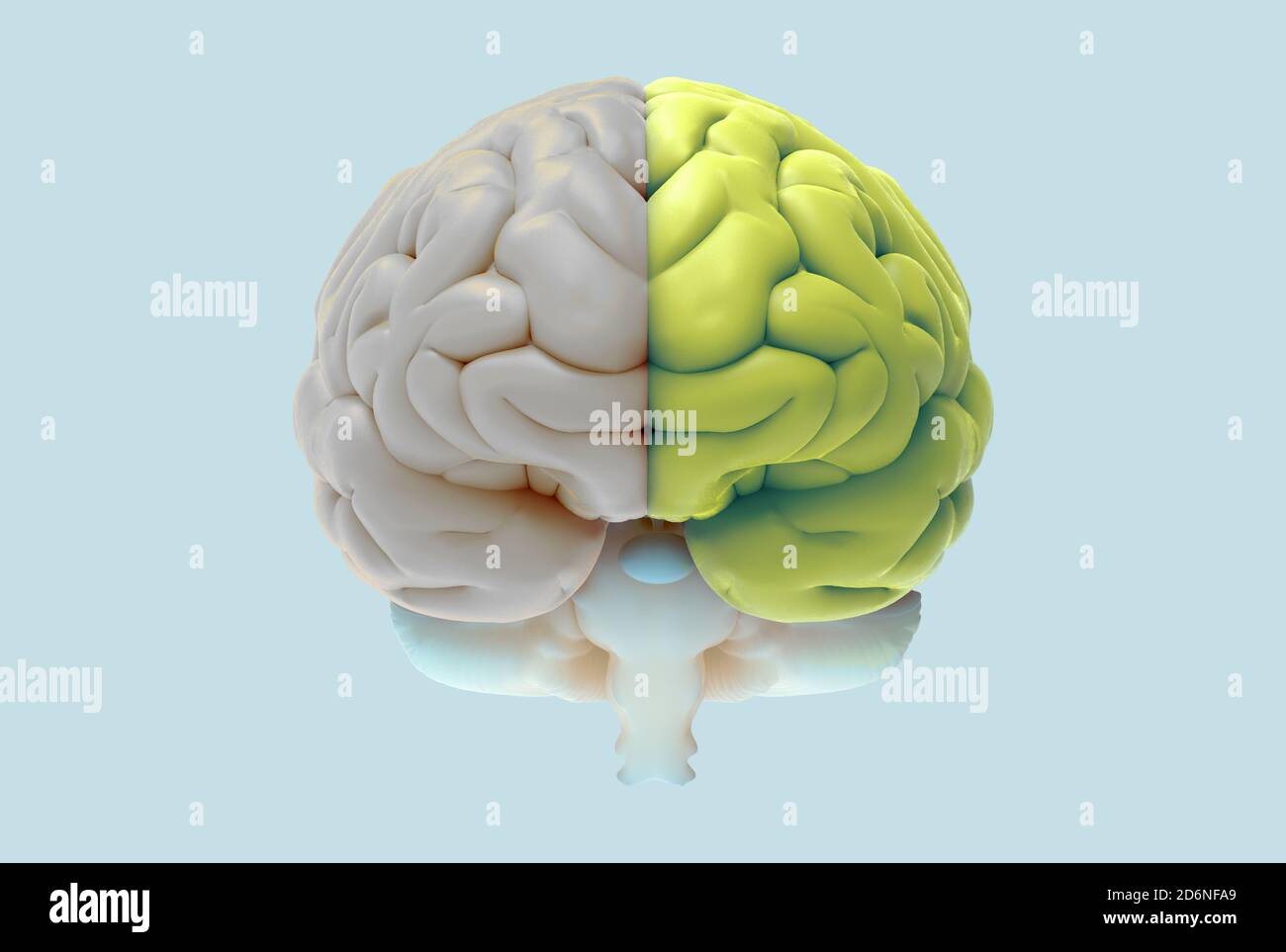 3D brain rendering illustration in front view with left and right ...