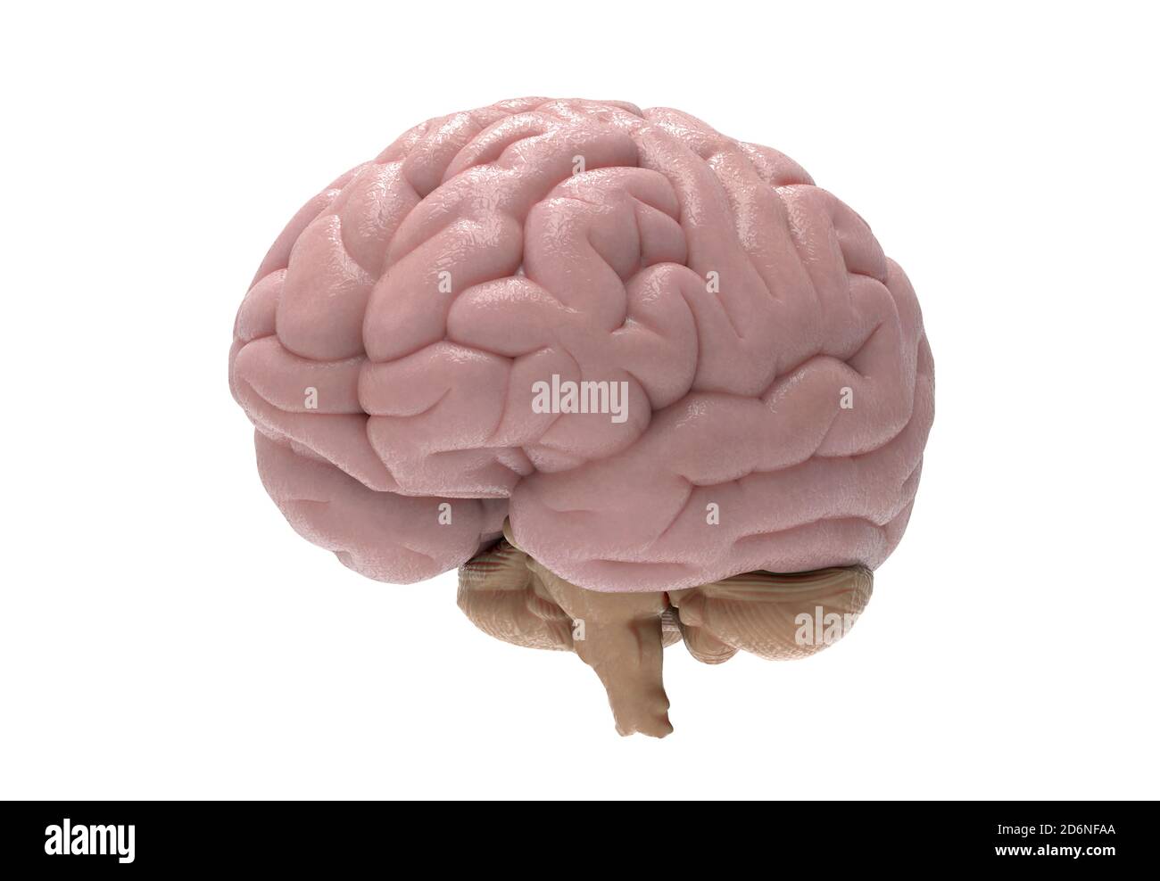 3D brain rendering illustration in perspective view isolated on white ...
