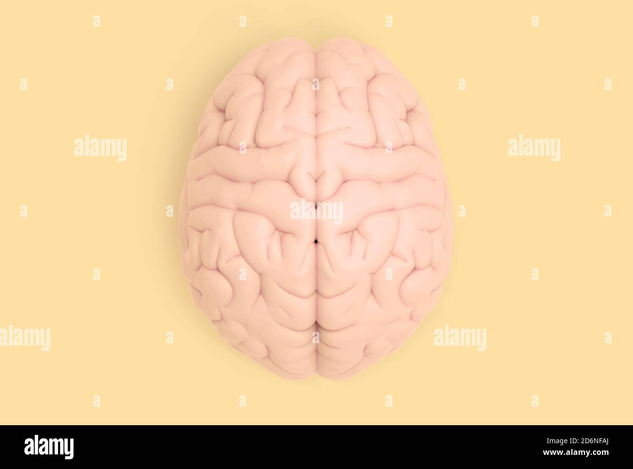 3D brain rendering illustration in top view template background ...