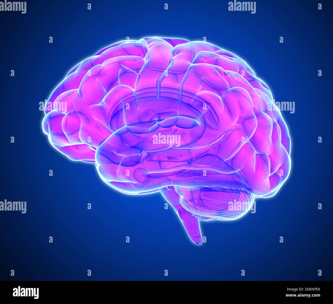 3D purple pink glowing xray brain illustration isolated on dark blue ...