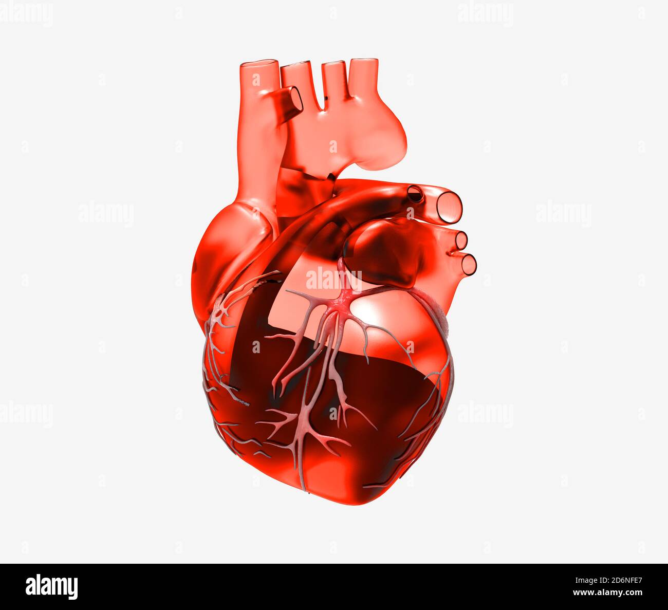 Transparent artery vein hi-res stock photography and images - Alamy
