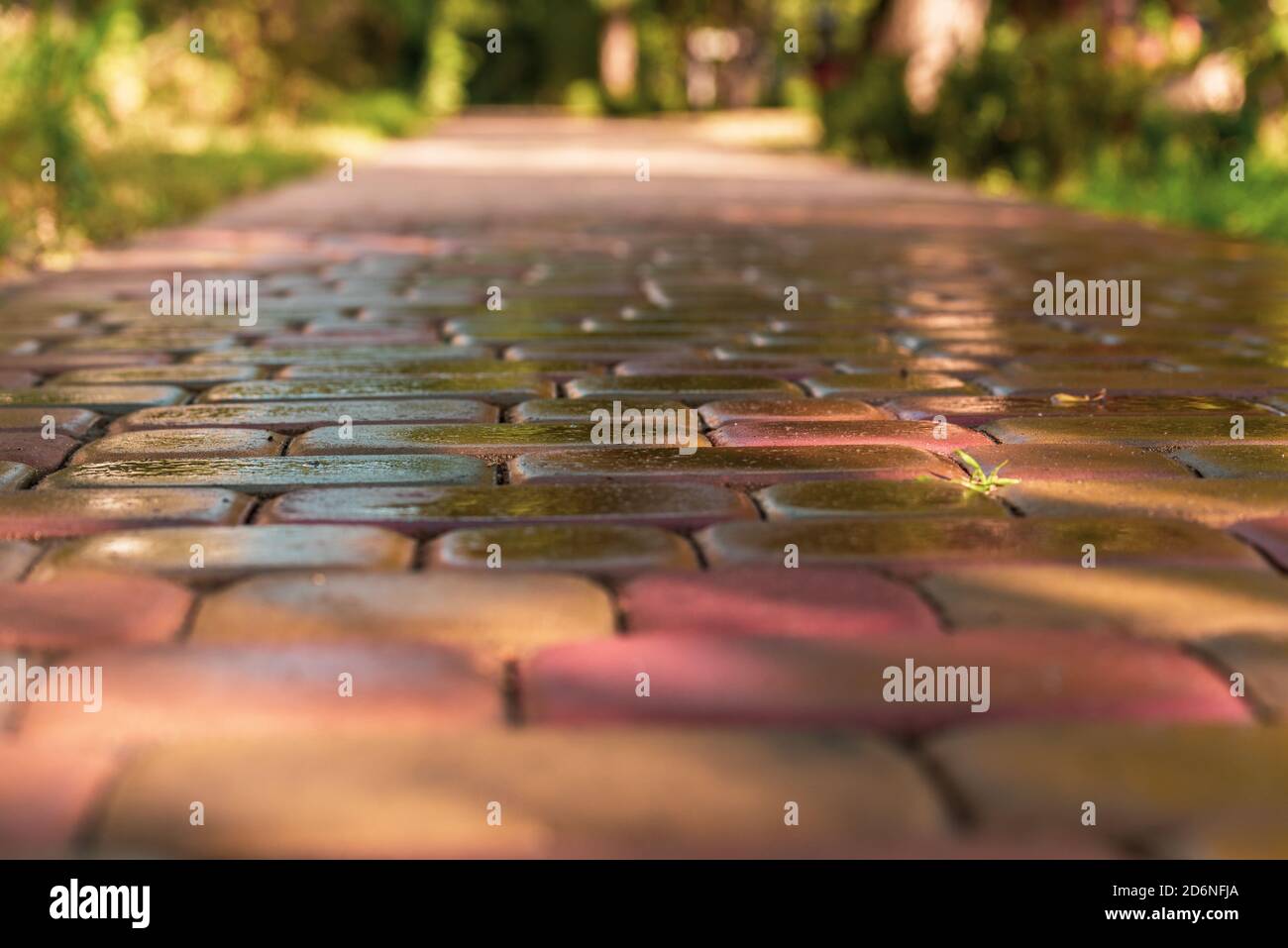 pink paving slab after rain for background Stock Photo - Alamy