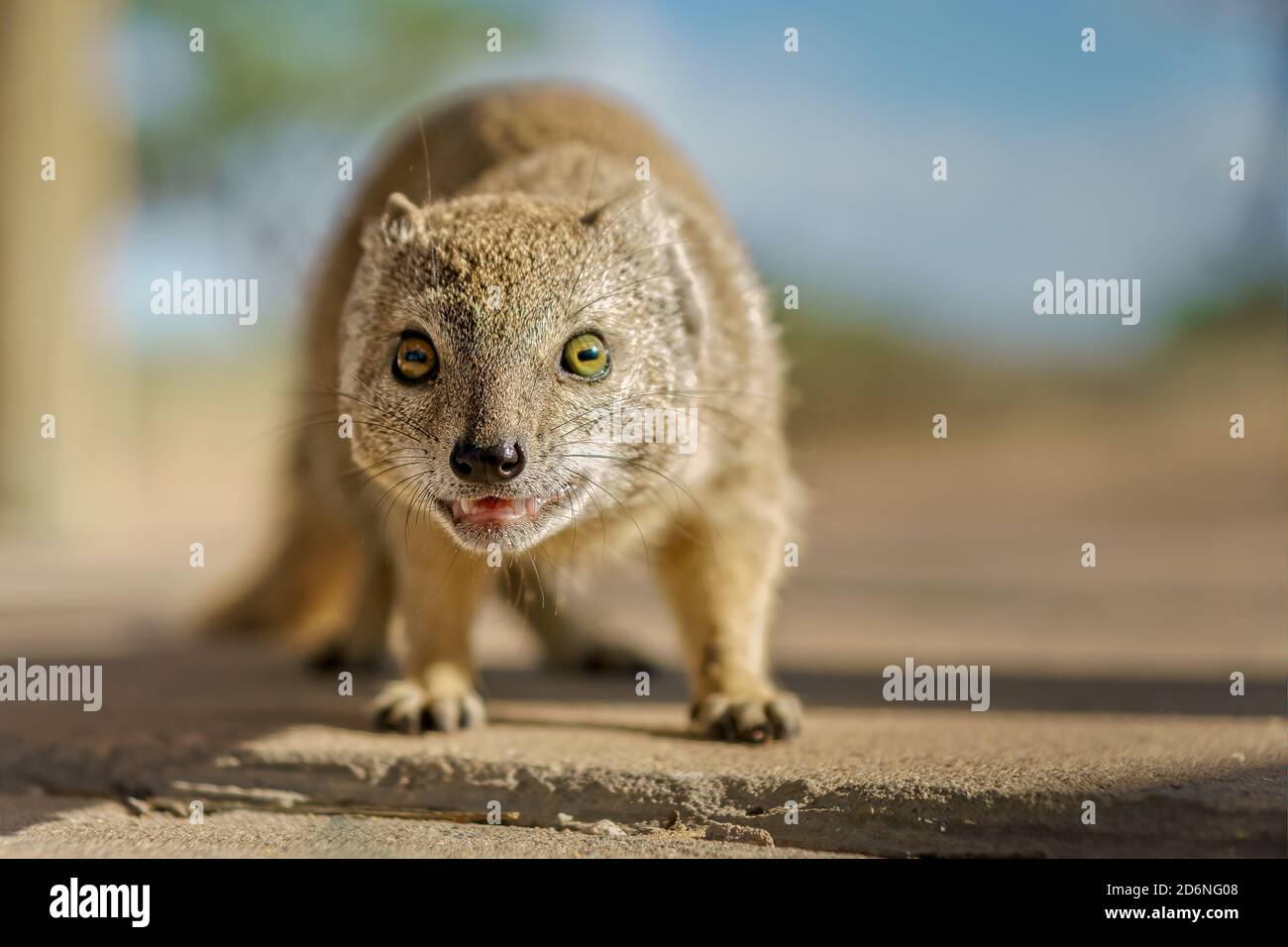 Closeup portrait of a small cute Mongoose approaching towards a camera ...
