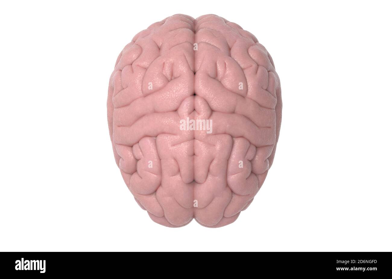 3D human brain rendering in top view isolated on white background with ...