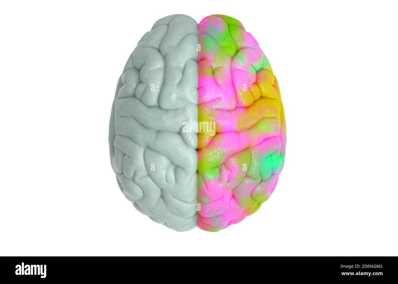 3D human brain rendering in top view with left and right concept in ...