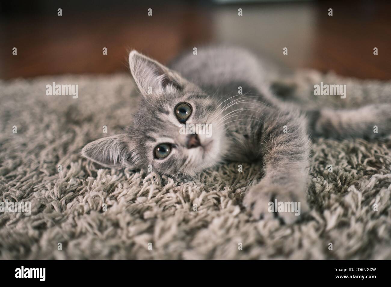 Cat sleeping on carpet hi-res stock photography and images - Alamy