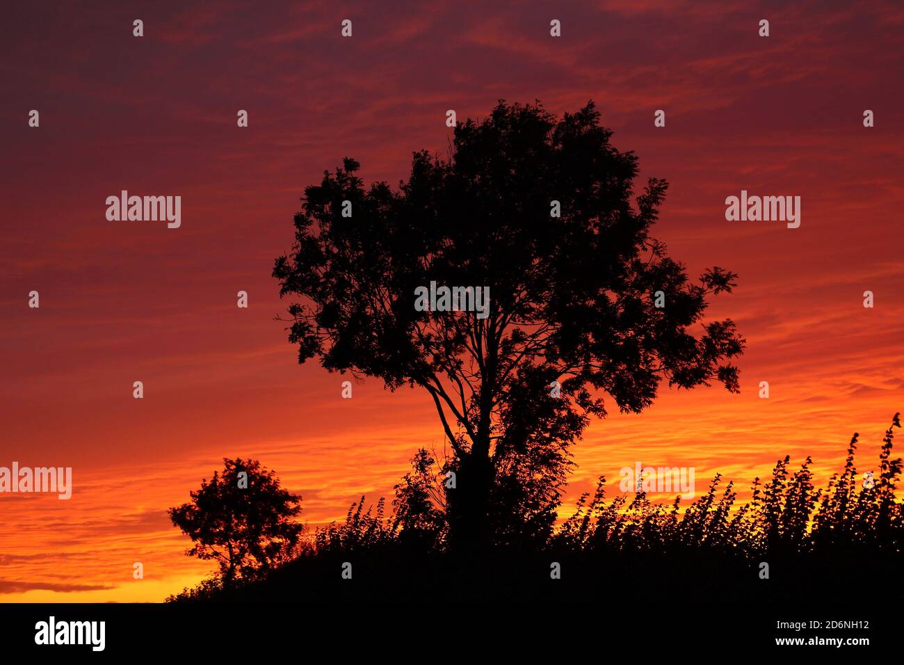 Tree Silhouettes at sunset Broadway Cotswolds Gloucestershire Stock ...