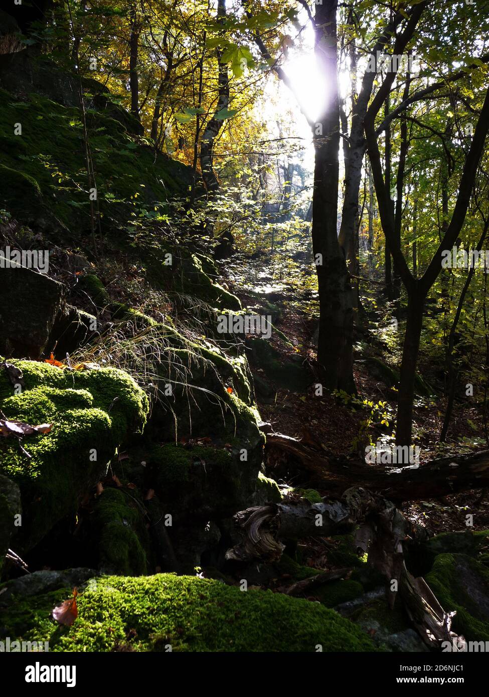 Tree branches casting shadow hi-res stock photography and images - Alamy