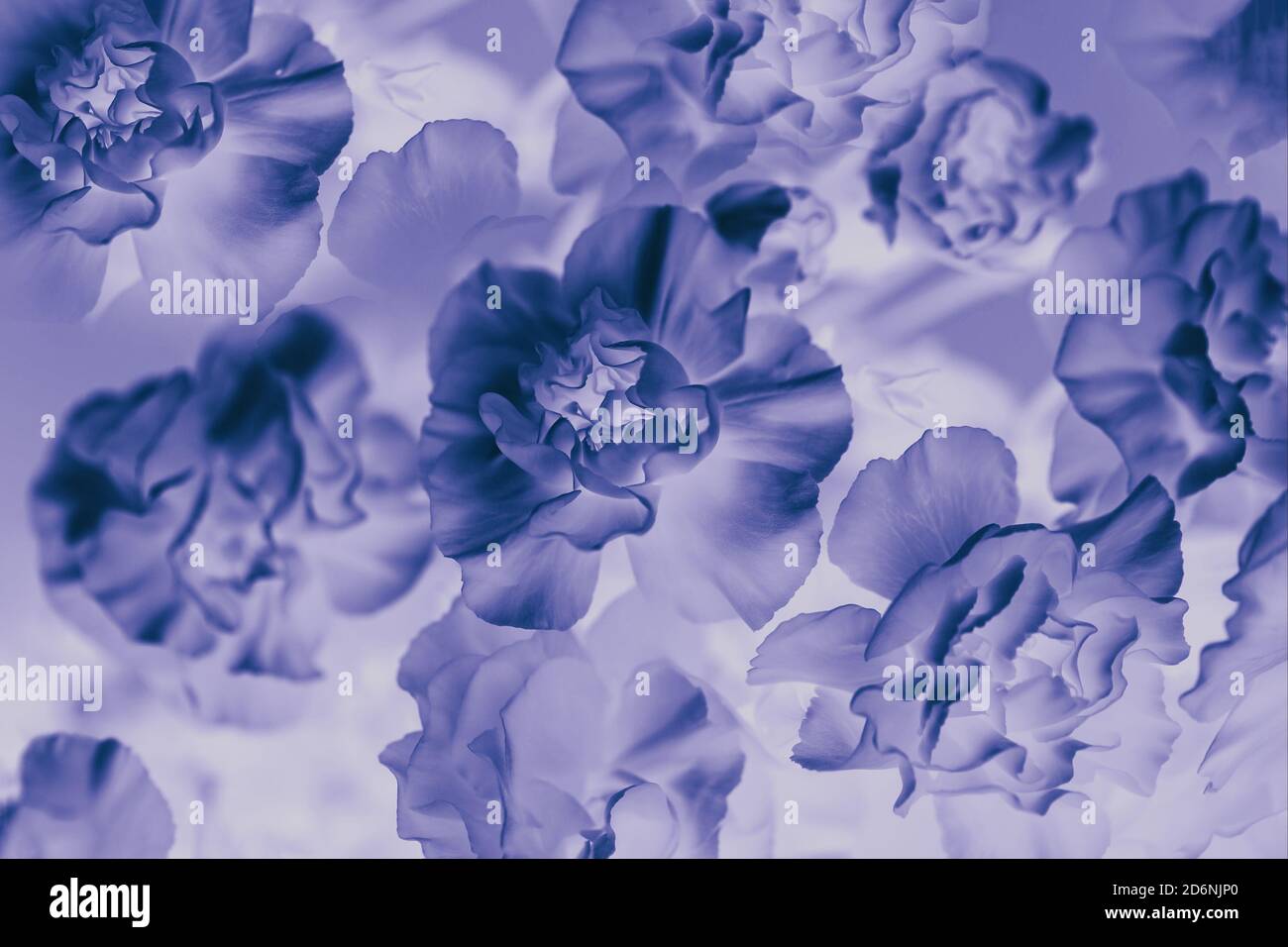 Abstract floral background, violet carnations flower. Violet flowers ...