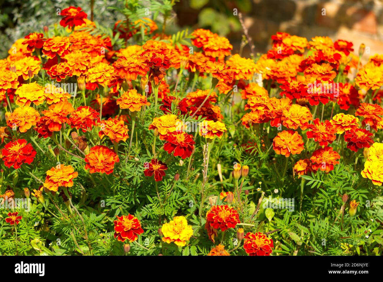 Calendula flowerbed hi-res stock photography and images - Alamy