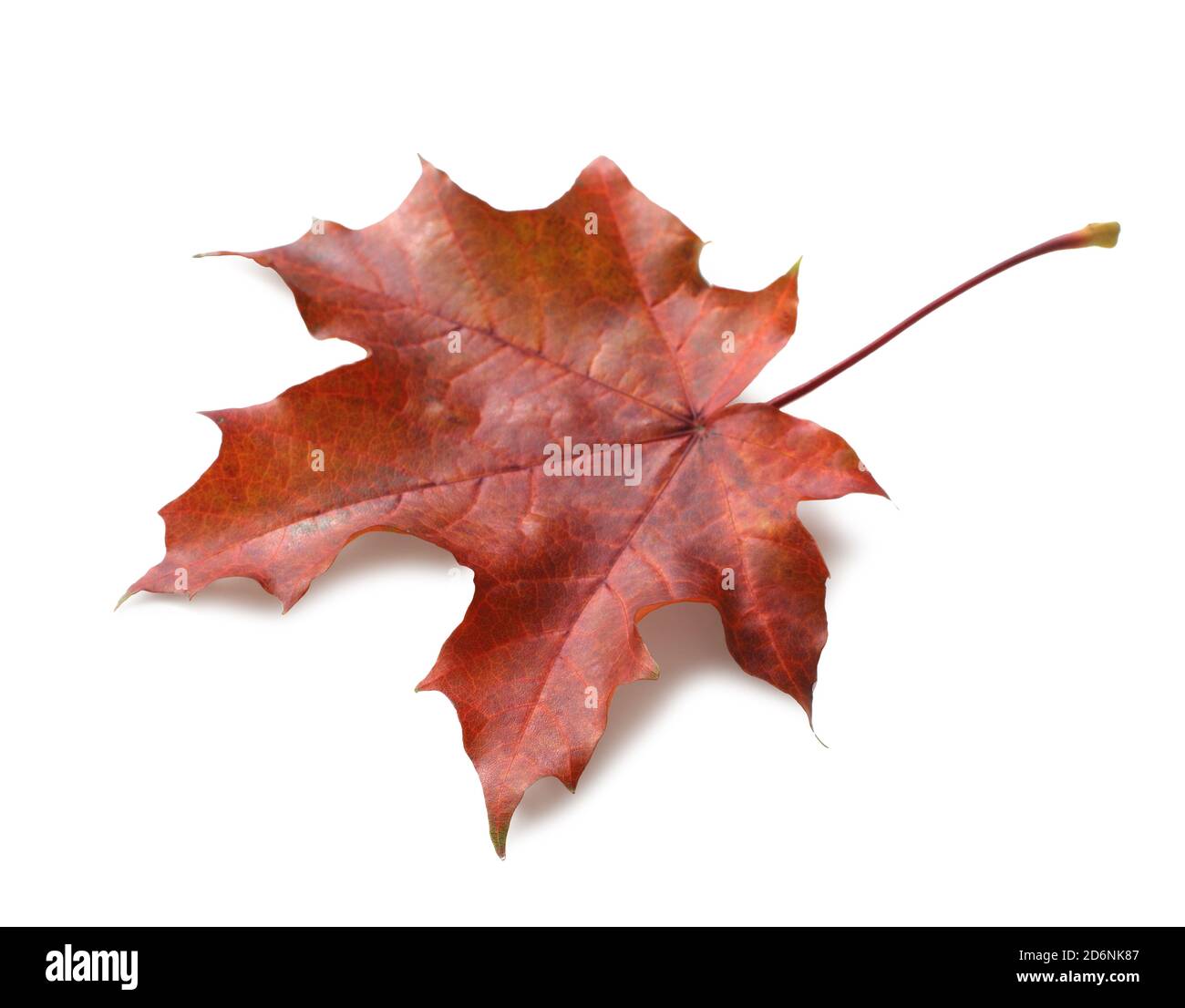 Autumn maple leaf isolated on white background with shadows, clipping ...