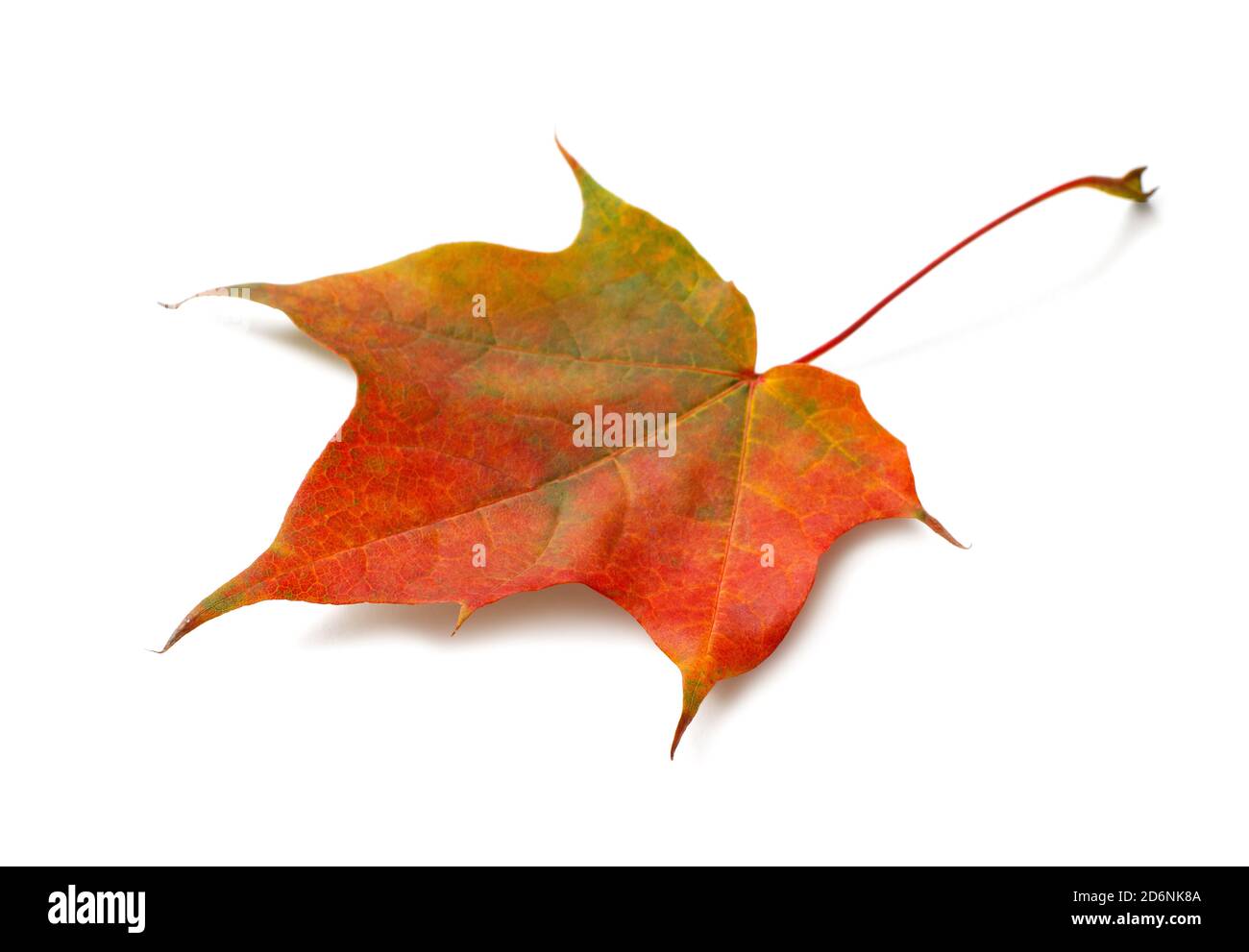 Autumn maple leaf isolated on white background with shadows, clipping ...