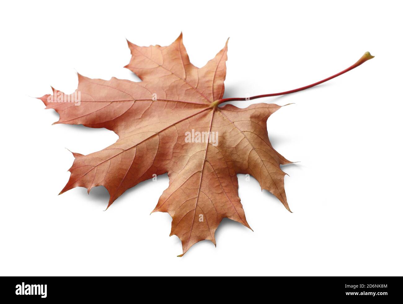 Autumn maple leaf isolated on white background with shadows, clipping ...