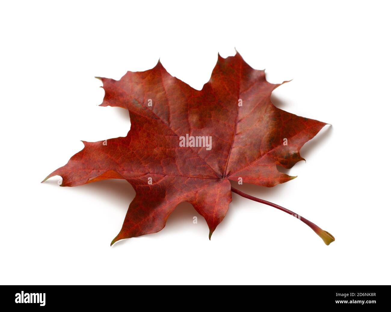 Autumn maple leaf isolated on white background with shadows, clipping ...