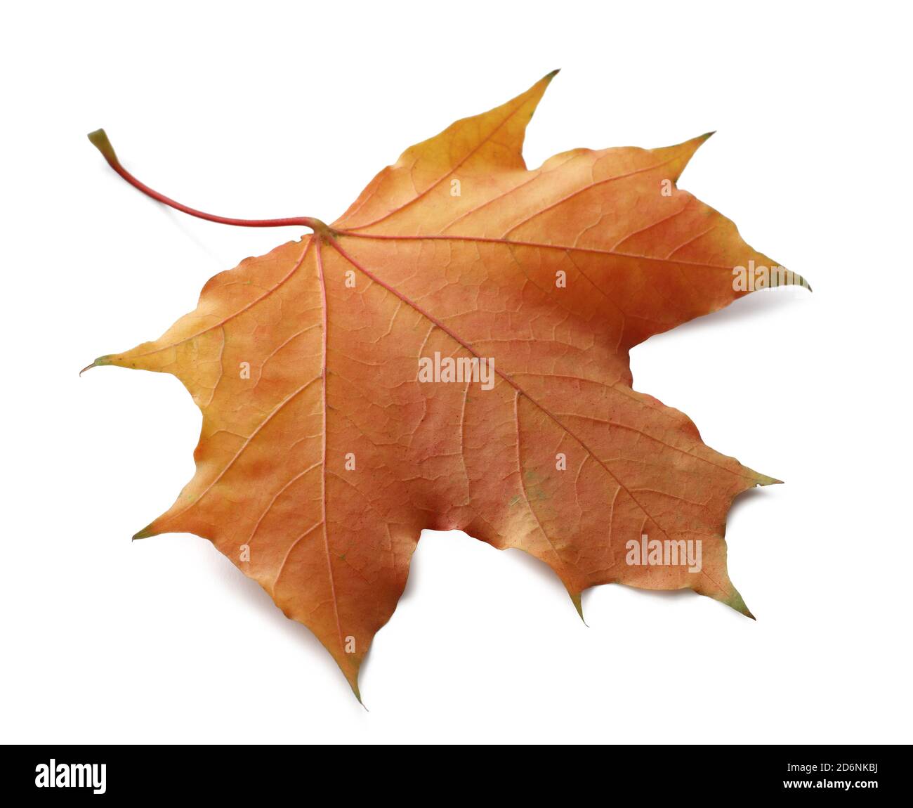 Autumn maple leaf isolated on white background with shadows, clipping ...