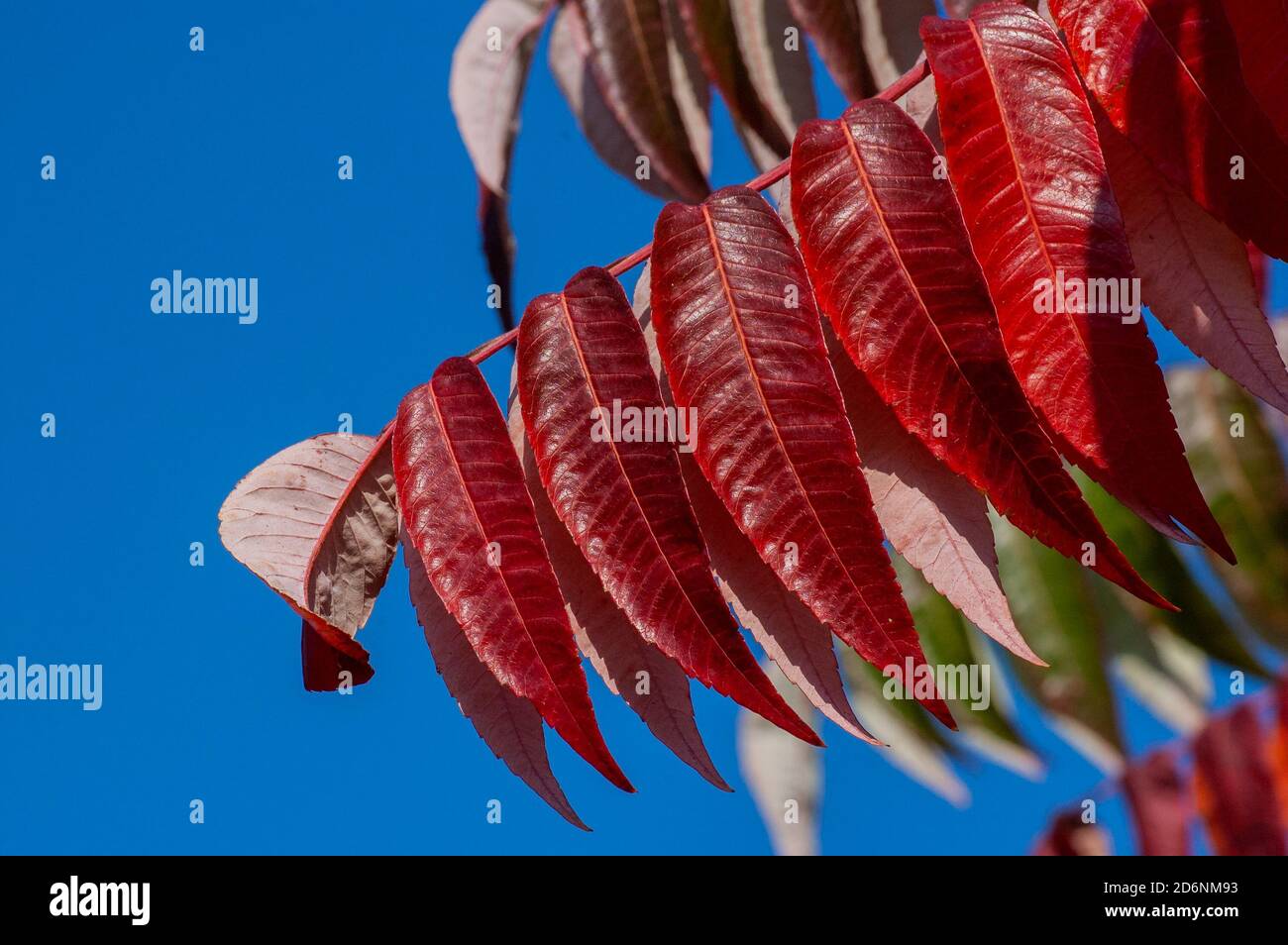 Abstract background of autumn leaves. Autumn background Stock Photo - Alamy