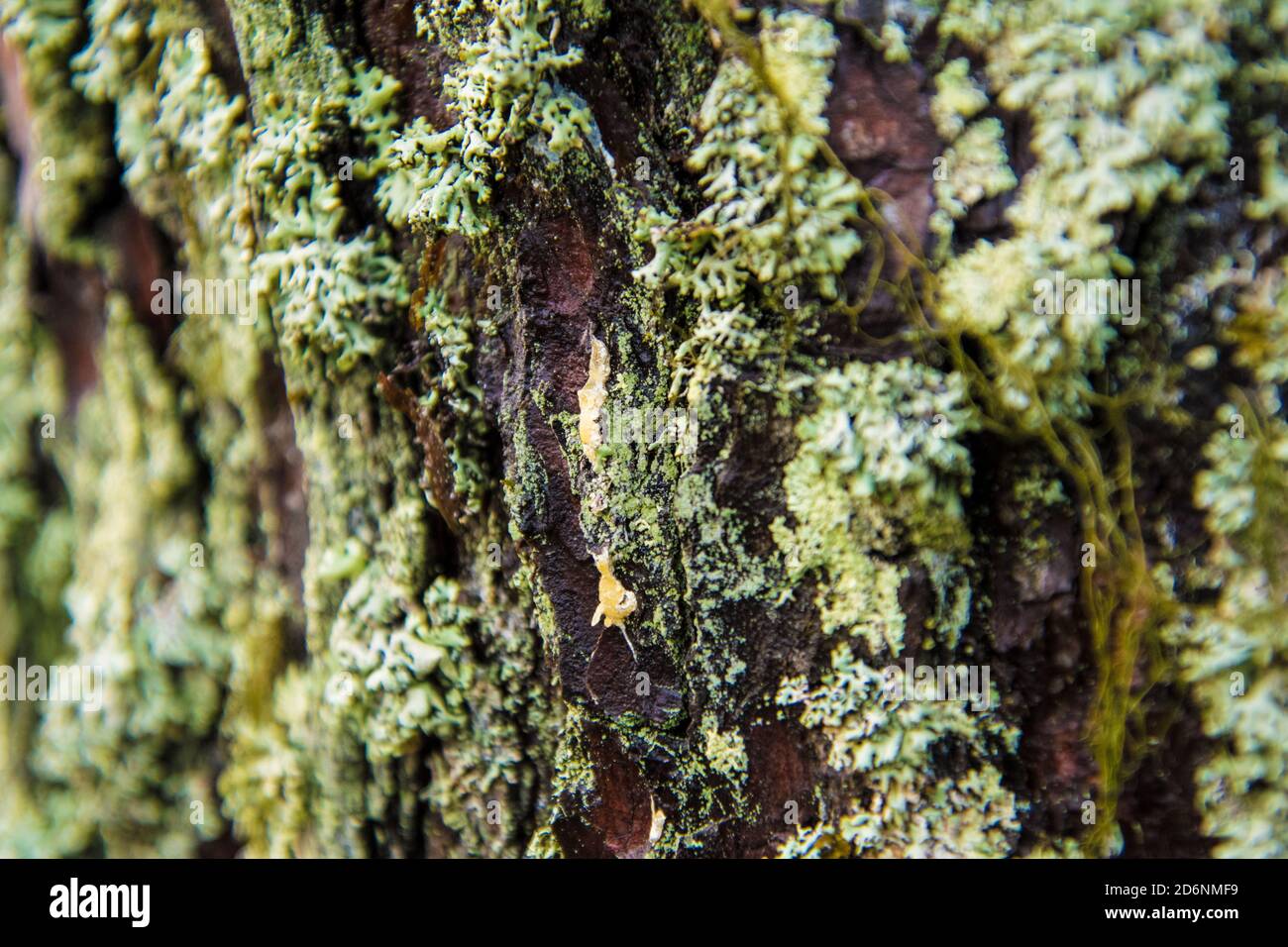 Moss tree bark hi-res stock photography and images - Alamy