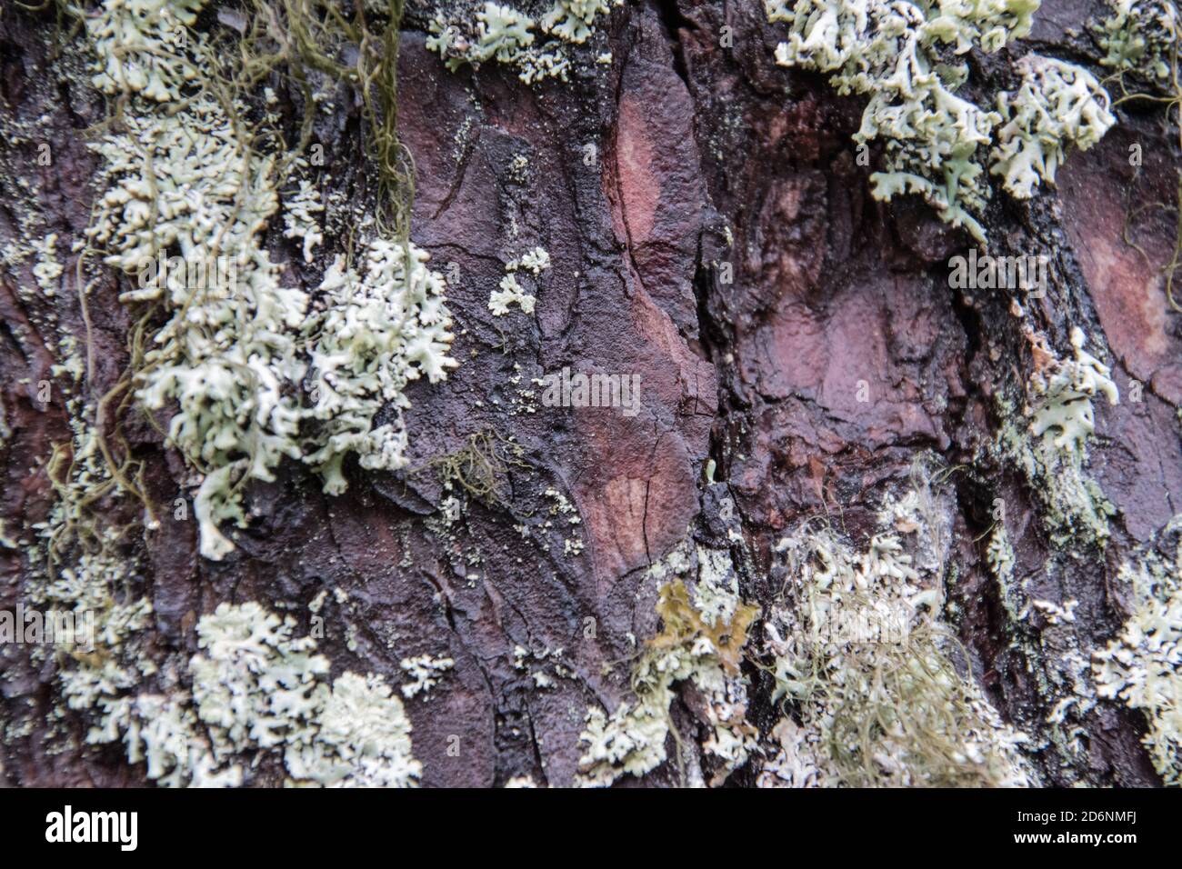 Tree bark texture close up with moss, oak Stock Photo - Alamy