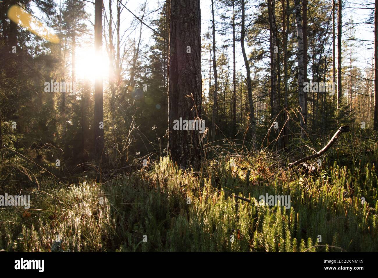 Forest background mid day with sun glare Stock Photo - Alamy
