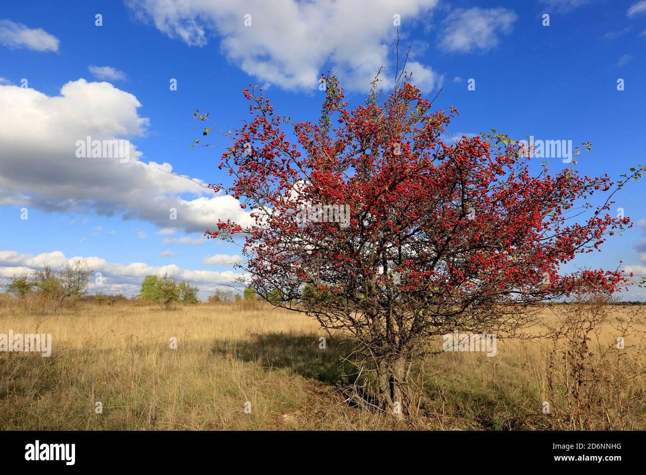 tree with hawthorn fruits in an dry autumn meadow under nice sky with ...