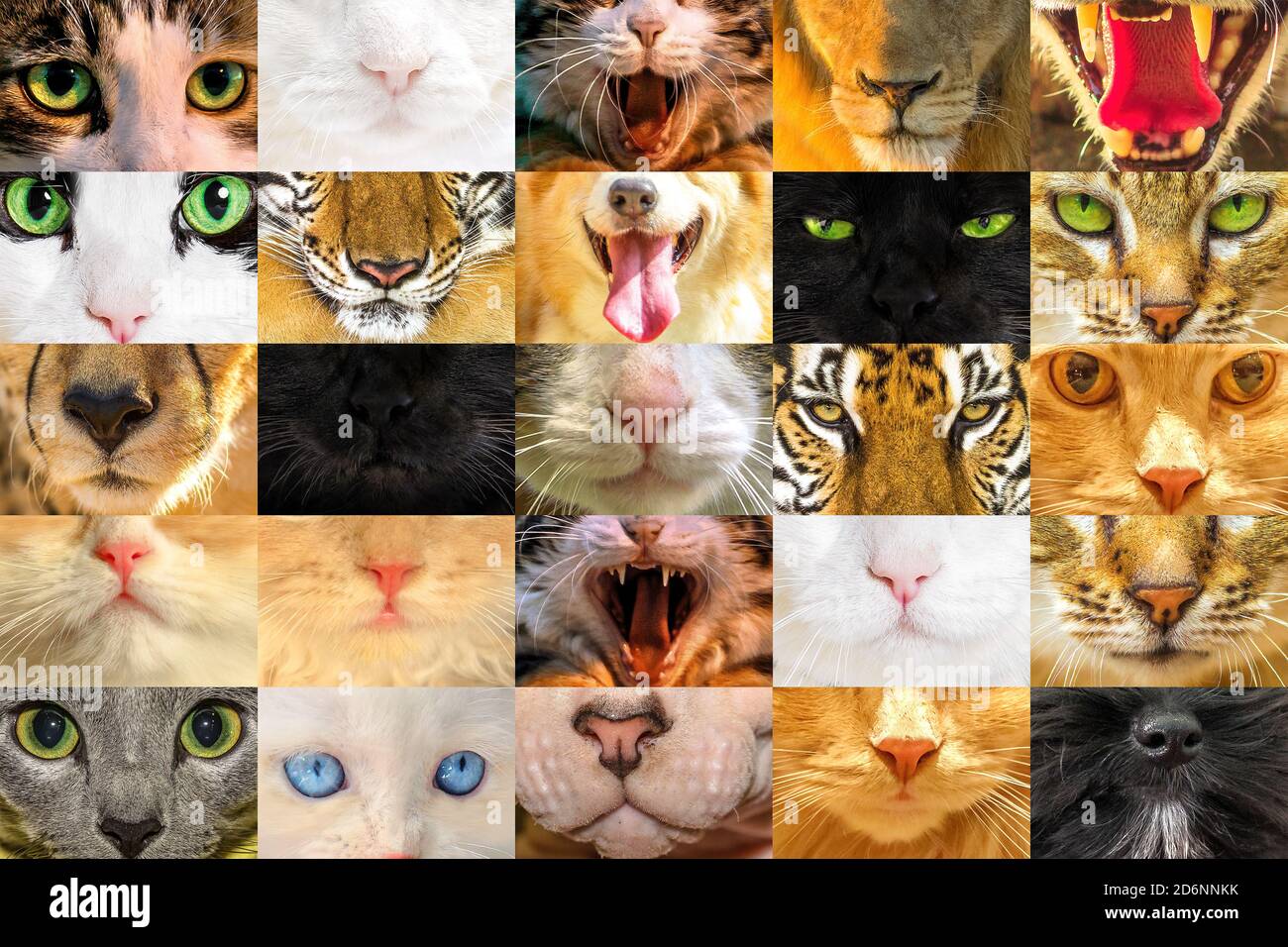 textures of cat faces and dogs and big felines for printing postcards ...