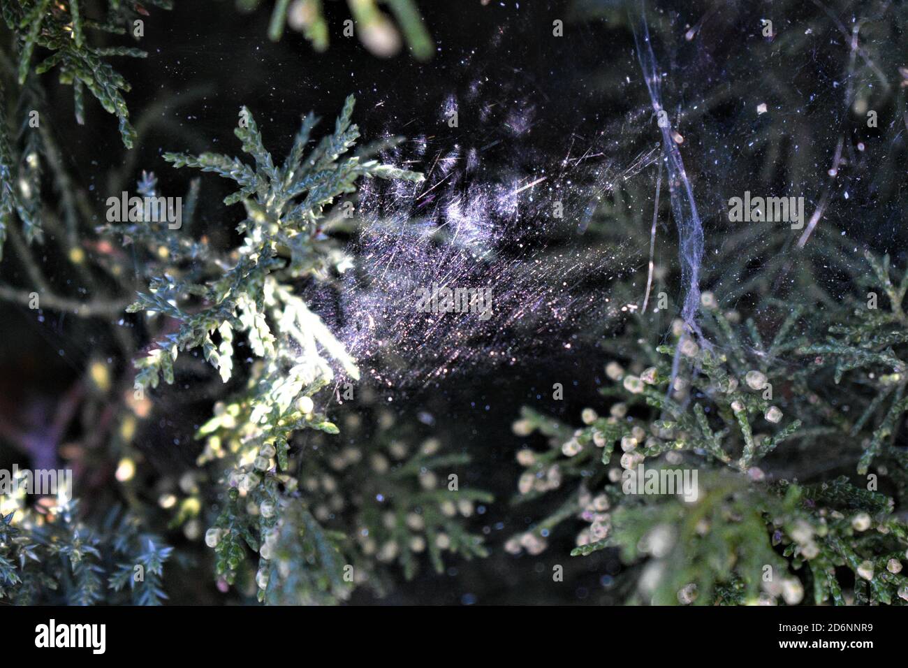 Spiderweb hangs in a Juniper bush on an early morning as the sunlight ...