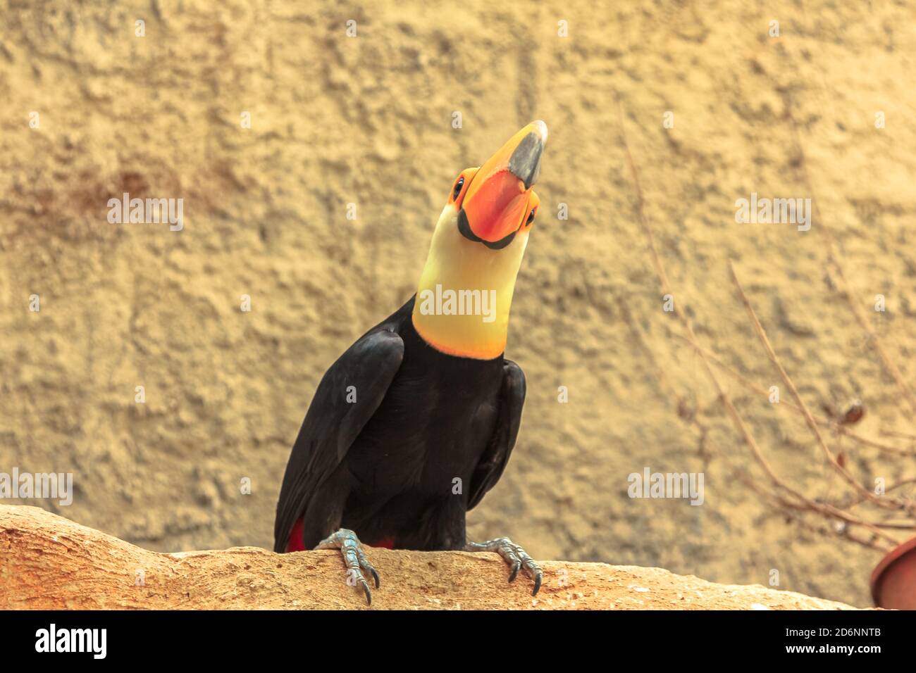 South American common toco toucan. Ramphastos toco species, resident in ...