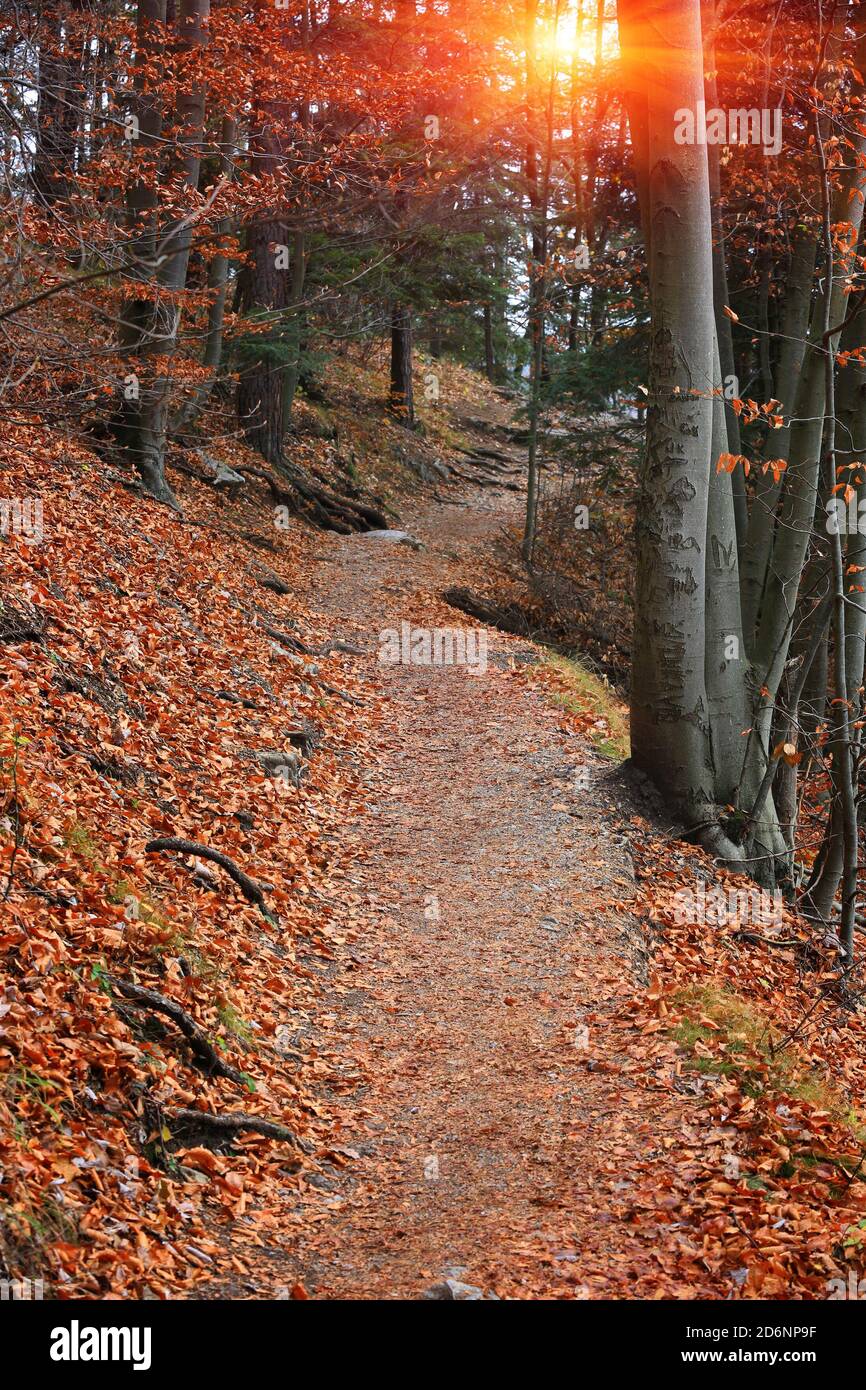 Landscape with pathway in autumn forest Stock Photo - Alamy