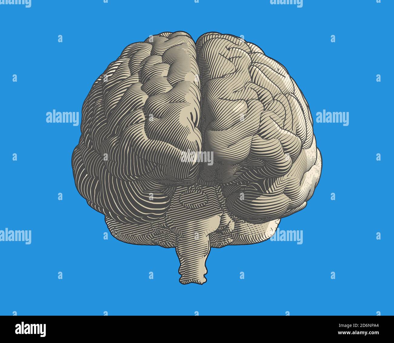 Brain color engraving drawing front view in graphic illustration style ...