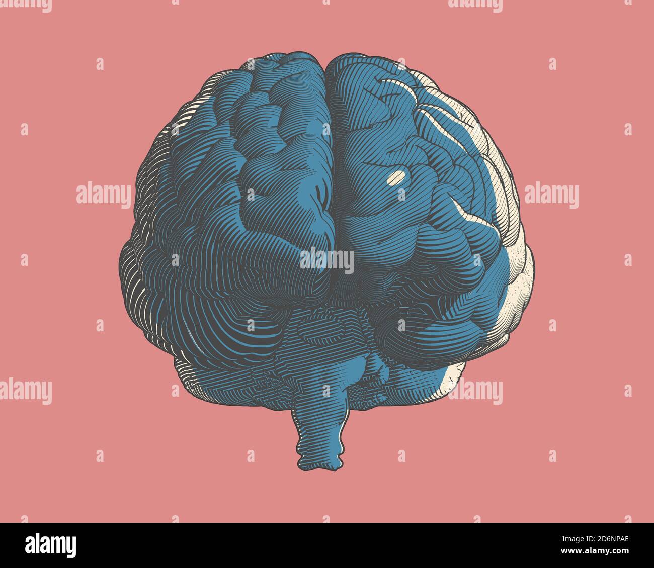 Brain color engraving drawing front view in graphic illustration style ...