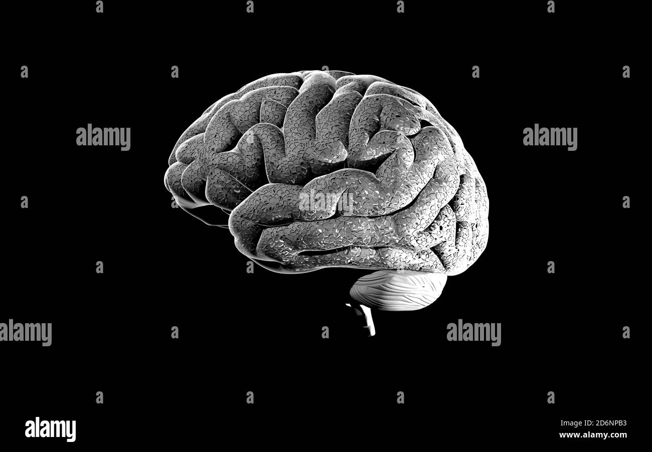 Brain Illustration Texture