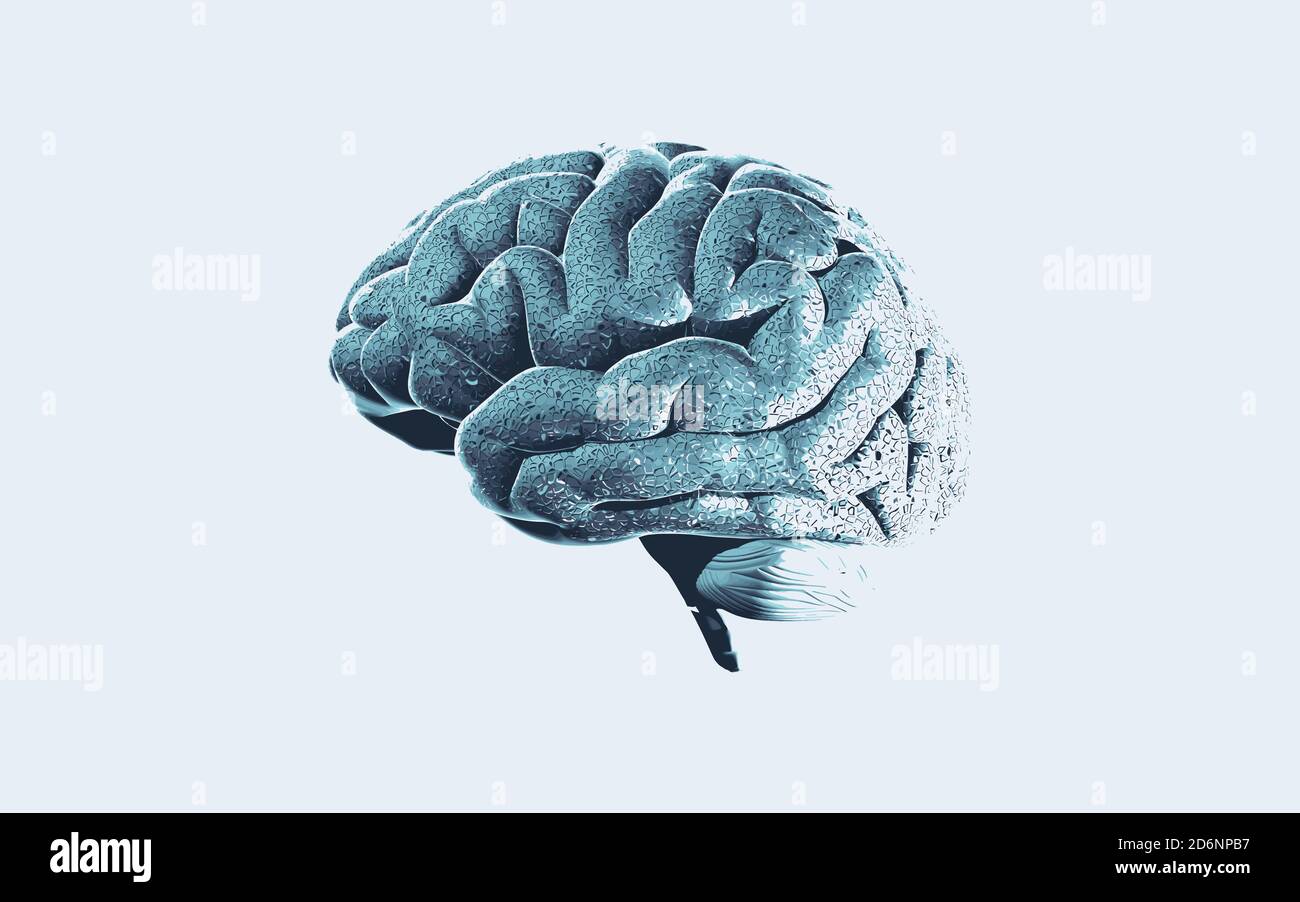 Brain drawing with color lighting and texture shading illustration ...