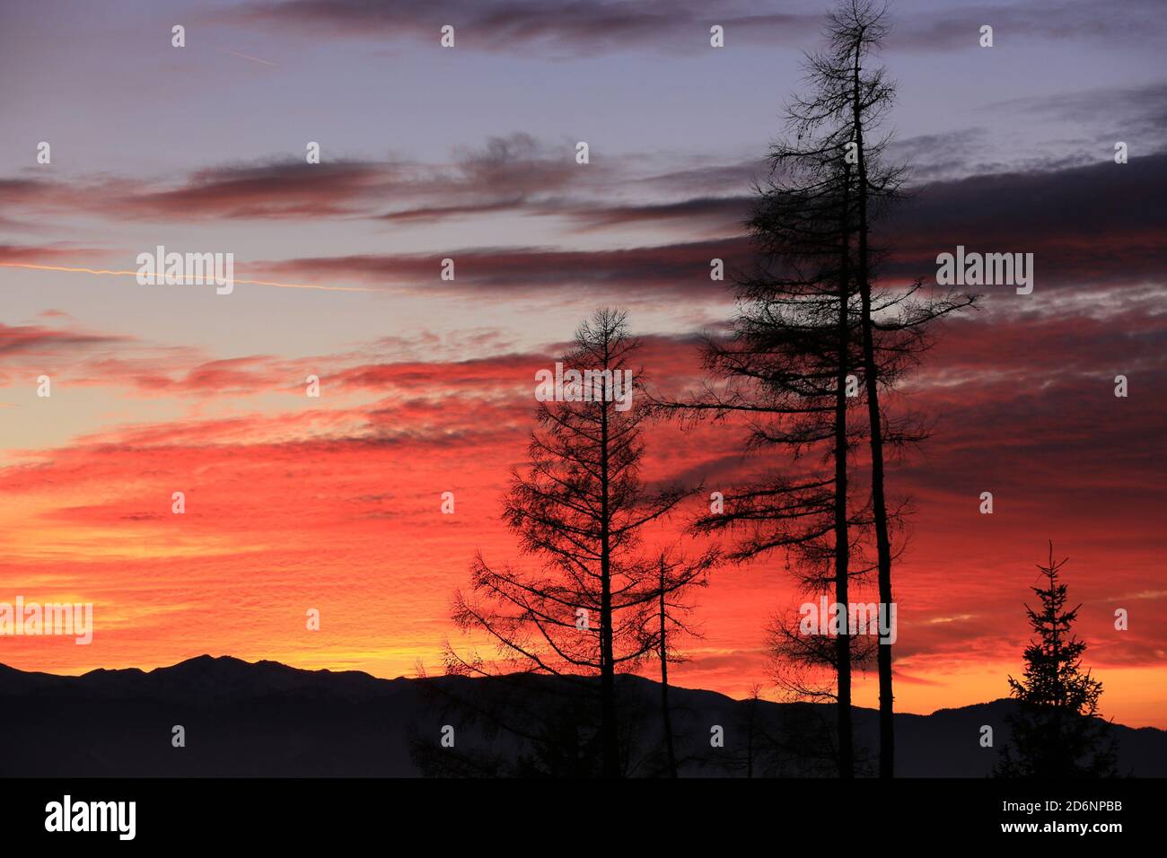 trees on red sunset sky background in mountains Stock Photo - Alamy