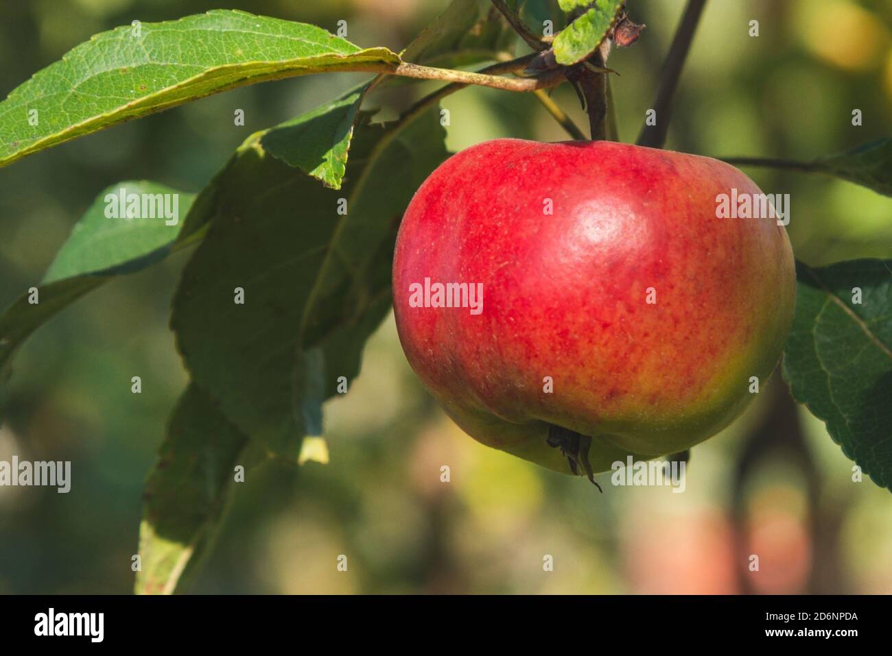 red apple on a tree branch on summer day Stock Photo - Alamy