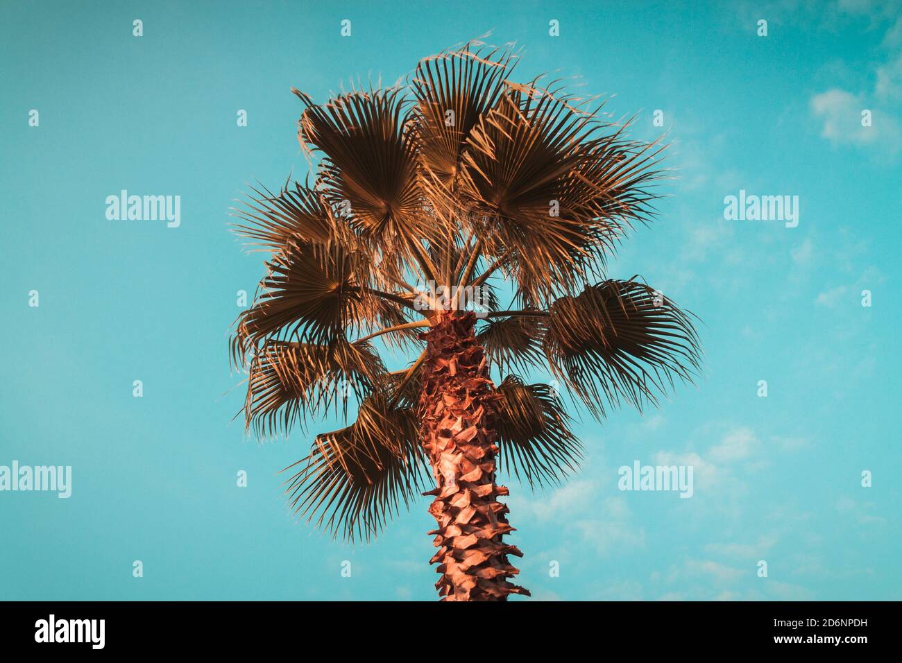 Palm trees in the sunset. Batumi. Georgia Stock Photo - Alamy