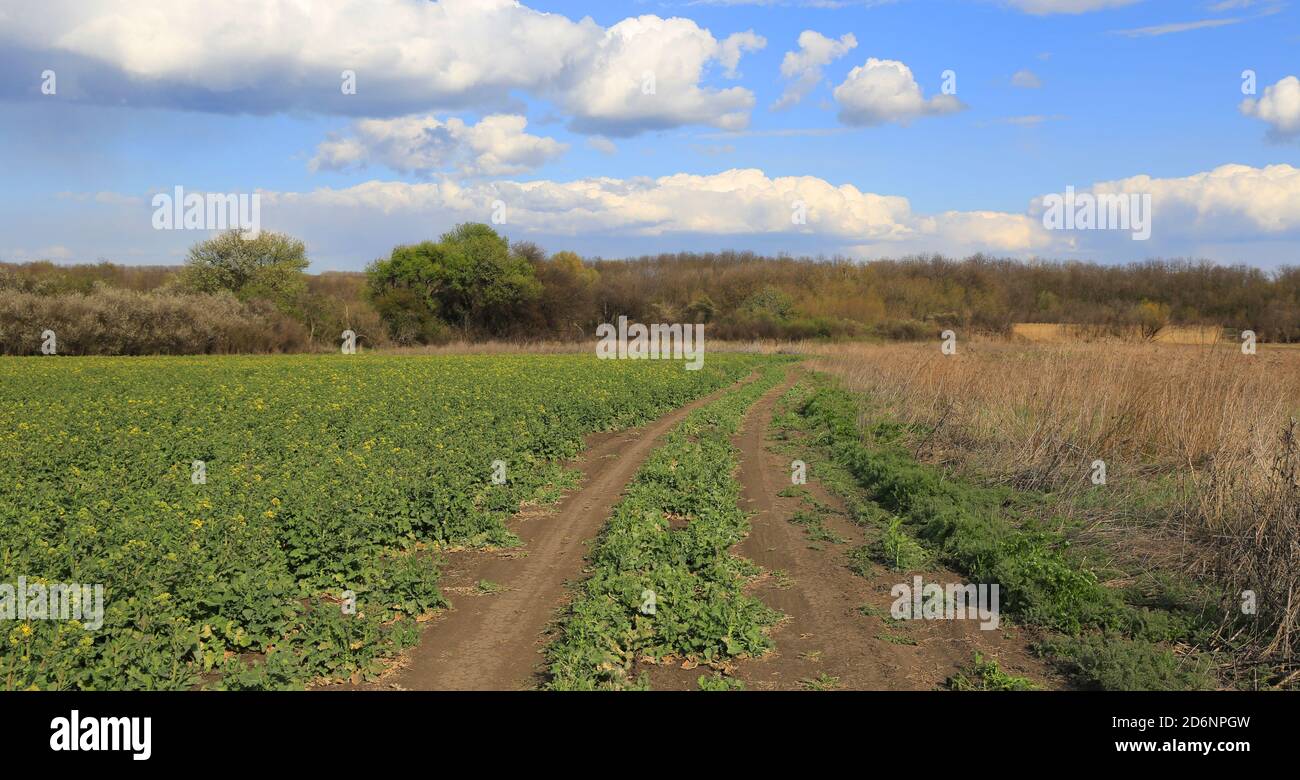 Spring landscape with rut road on farm fild border under nice sky with ...
