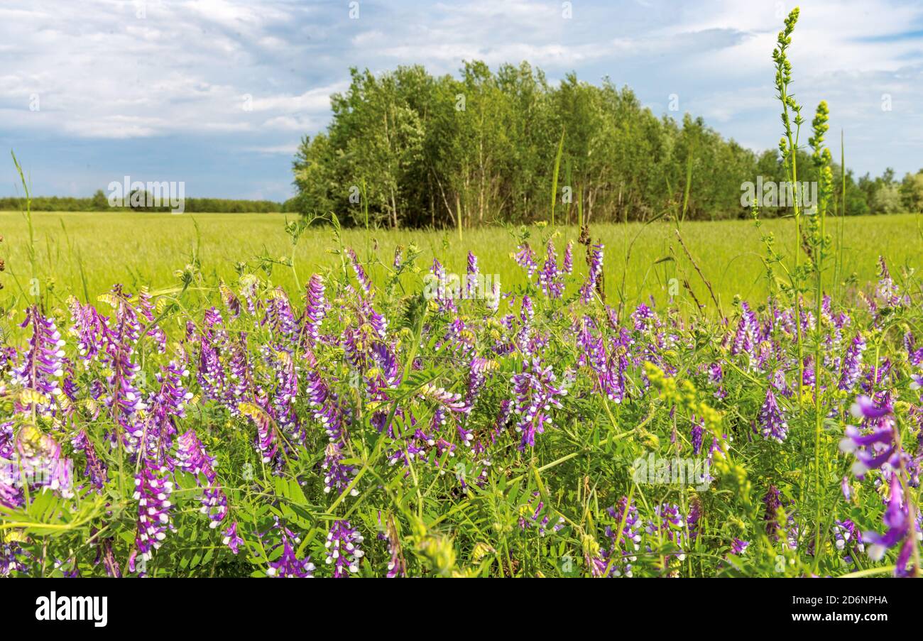 Sunny nice dat hi-res stock photography and images - Alamy
