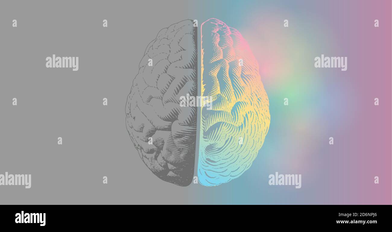 Brain engraving drawing illustration in top view with left and right ...